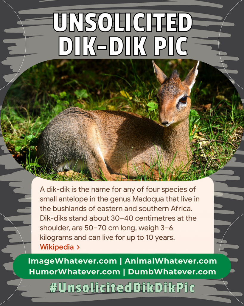Unsolicited Dik-Dik Pics! – The WHATEVER Network!