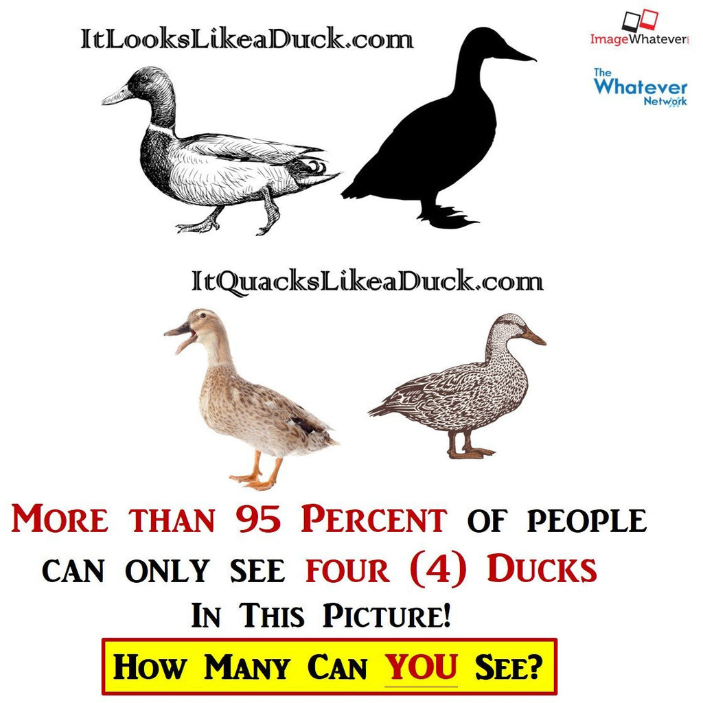 ImageWhatever.com: How Many Ducks Can YOU See?!? – The WHATEVER Network!