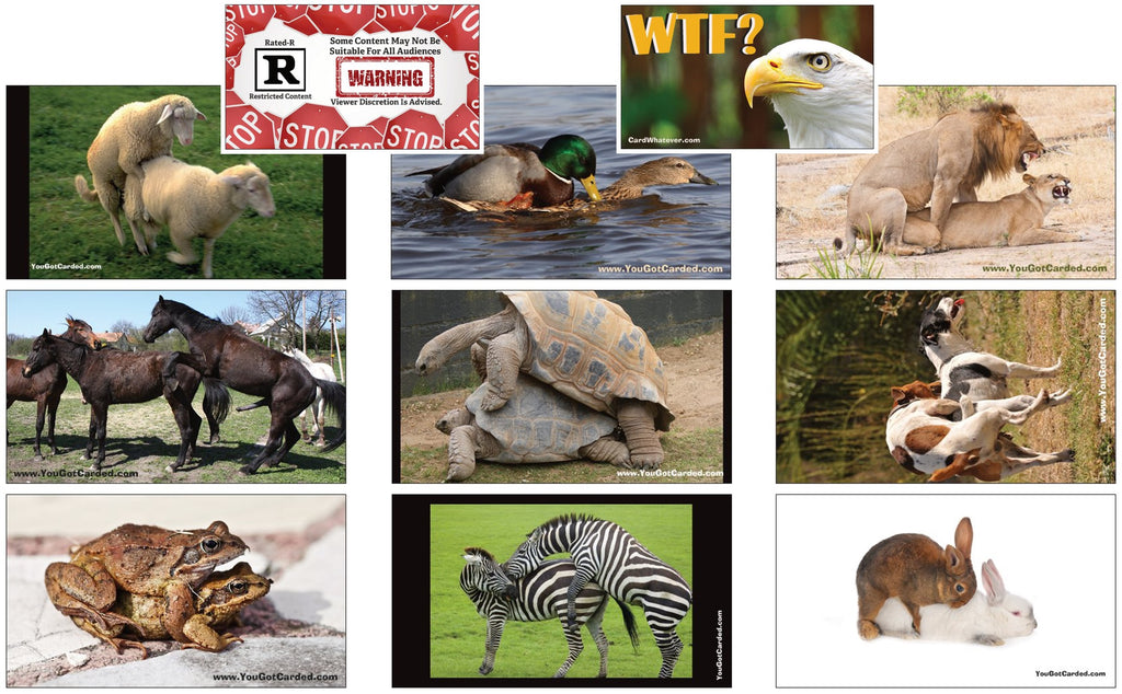 YouGotCarded.com: WTF?! "Hugging Animals" [VARIETY PACK!] – The WHATEVER Network!