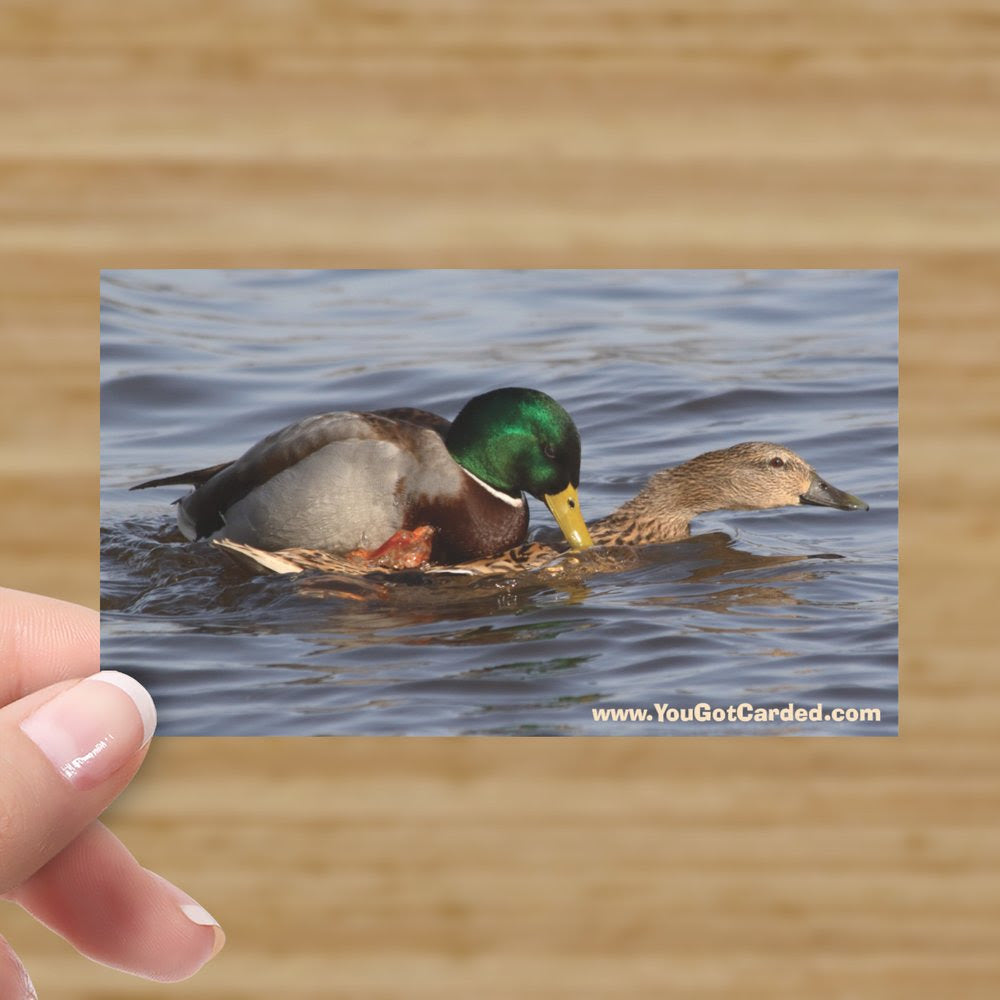 Hugging Ducks – The WHATEVER Network!